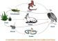 Energy Flow through an Ecosystem: Food Chain, Food Web - PMF IAS